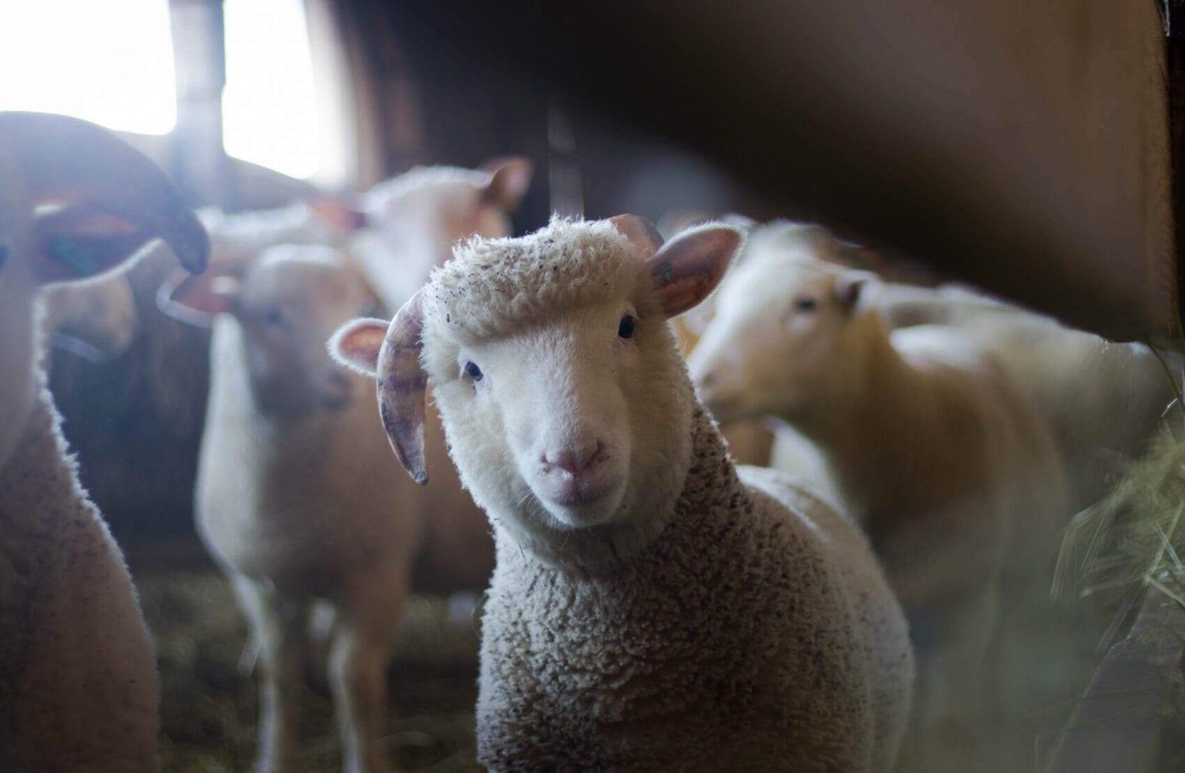 Go plant-based for the animals - PlantUniversity